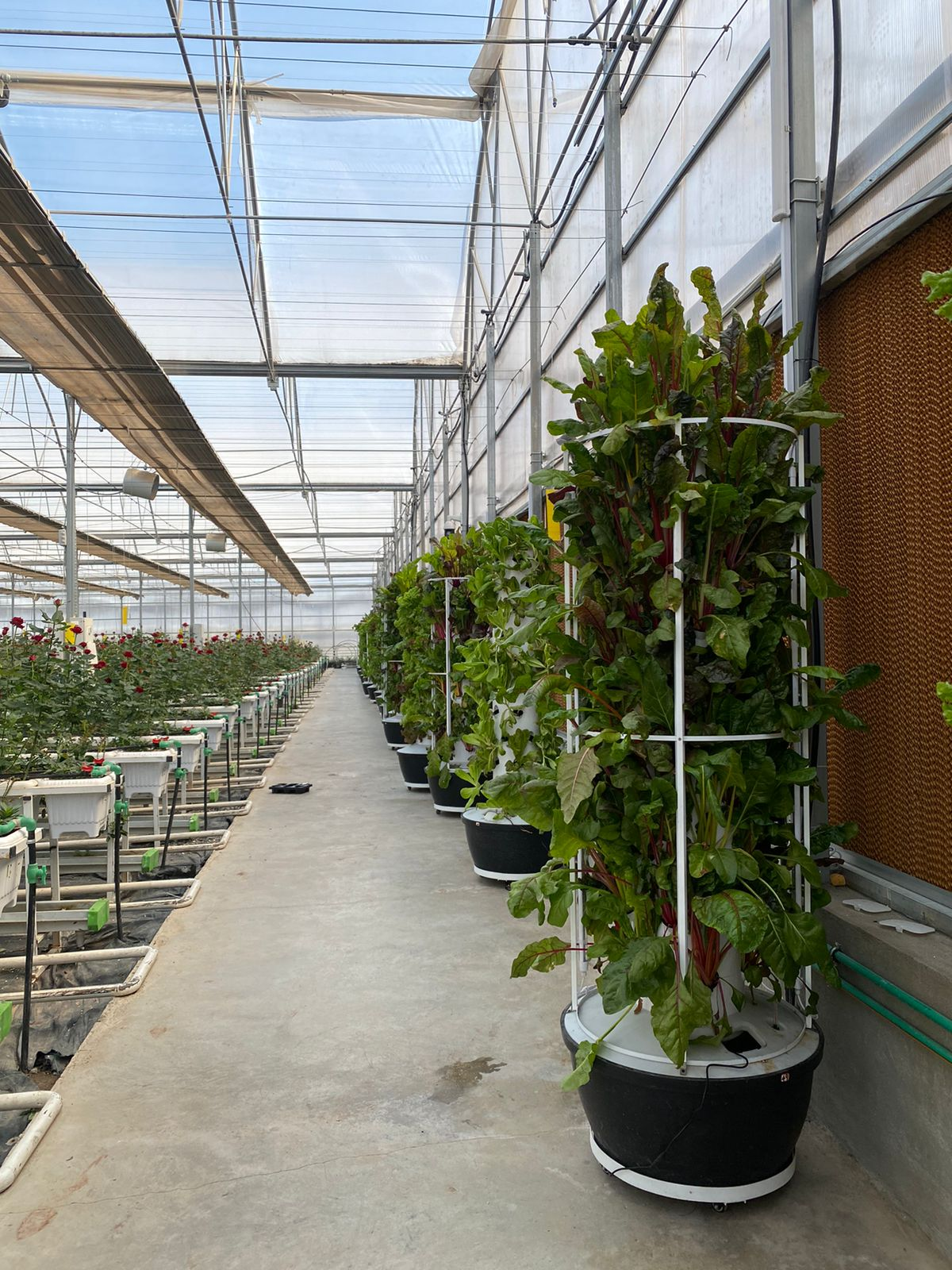 Teach Ceaptha Teasa vs. Monarcha Plandaí Laistigh: Comparáid Costais ...