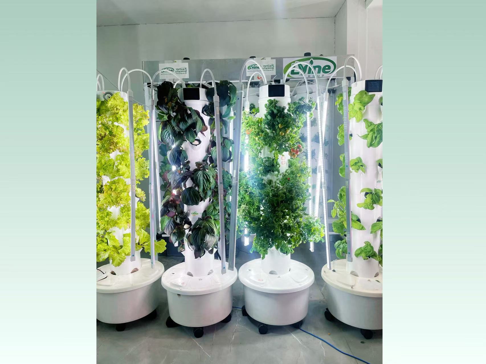 Torre hidropónica doméstica 4P6 seleccionada por un distribuidor letón ...