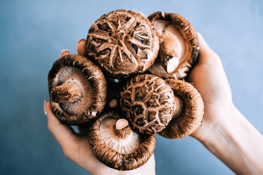 Conditions Required for Shiitake Mushroom Growth and Development | JOCONN