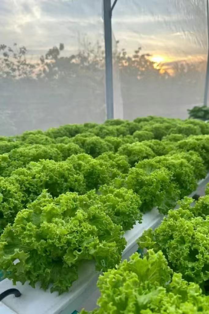Australia Commercial NFT Hydroponic System for Year Round Leafy Green ...