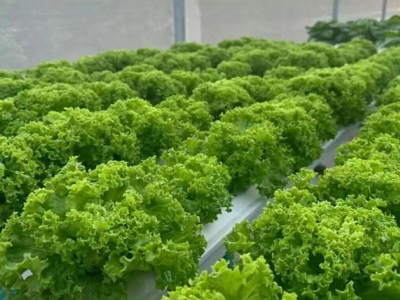 Australia Commercial NFT Hydroponic System for Year Round Leafy Green ...