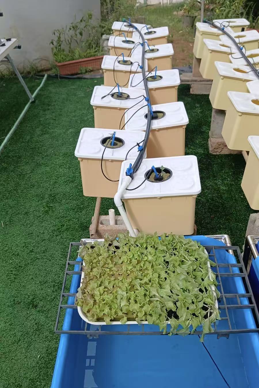 Hydroponic Growing Systems in Seychelles for Year-Round Vegetable ...