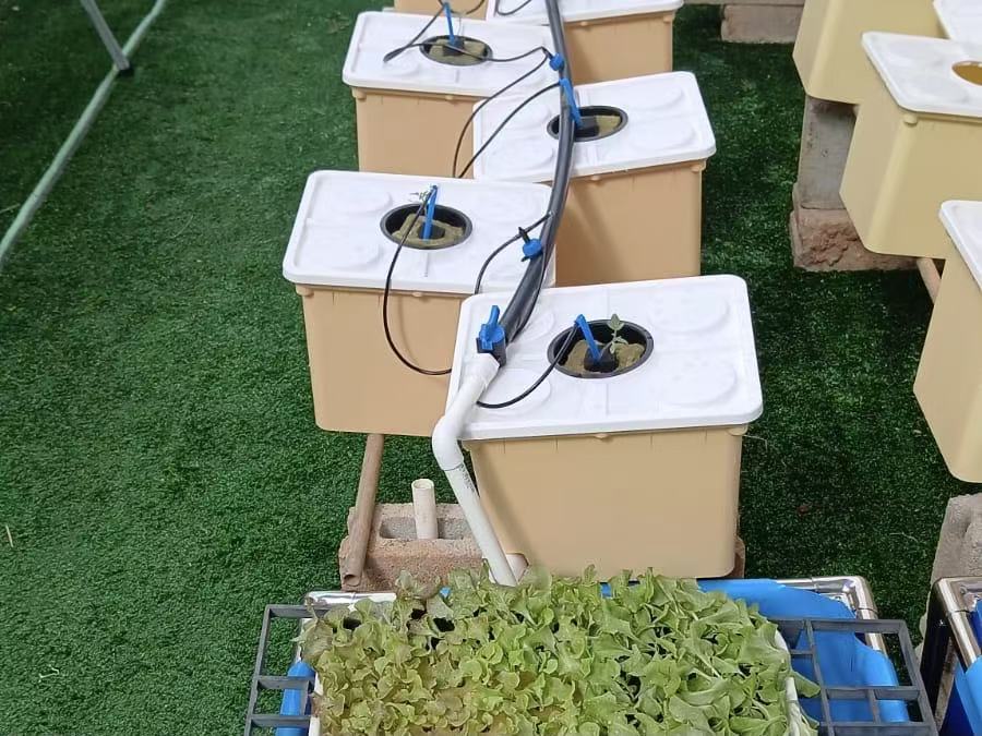 Hydroponic Growing Systems in Seychelles for Year-Round Vegetable ...