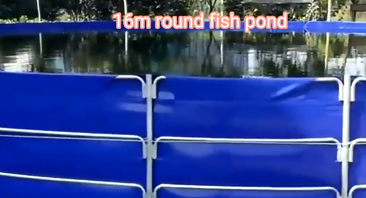 Can You Successfully Raise Shrimp in a Canvas Pond? | WOLIZE