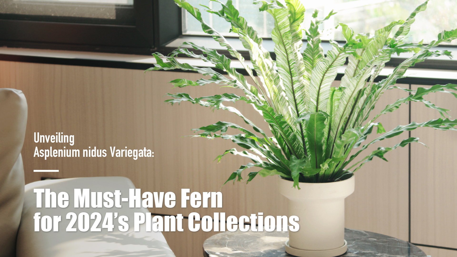 Unveiling Asplenium Nidus Variegata: the Must-Have Fern for 2024's ...