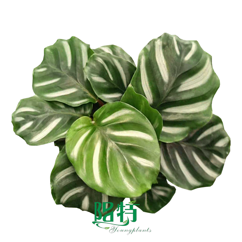 Foshan Youngplants | Calathea fasciata 'besar' plantas de cultivo de ...
