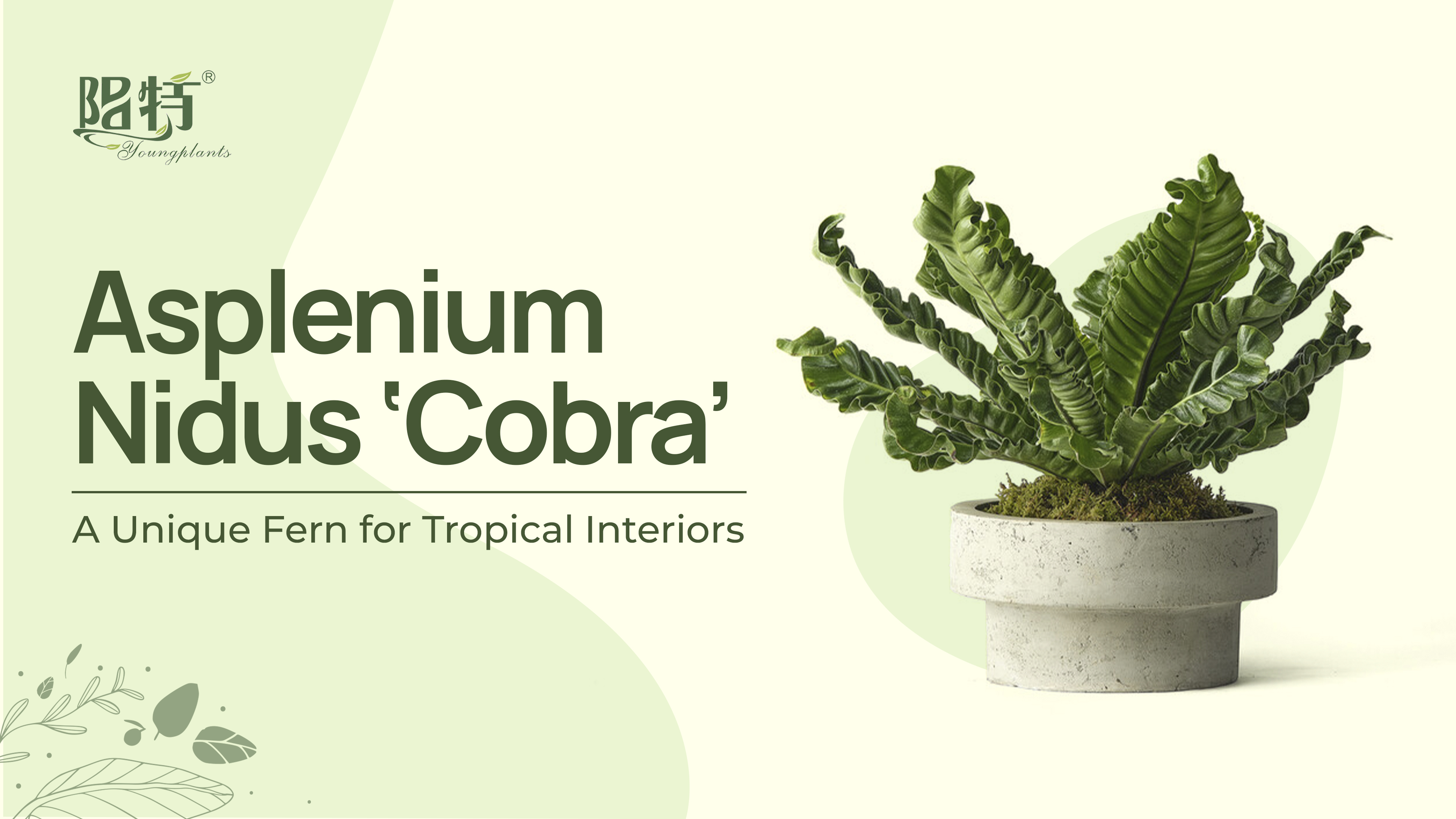 Foshan Youngplants | Asplenium Nidus 'Cobra': a Unique Fern for ...
