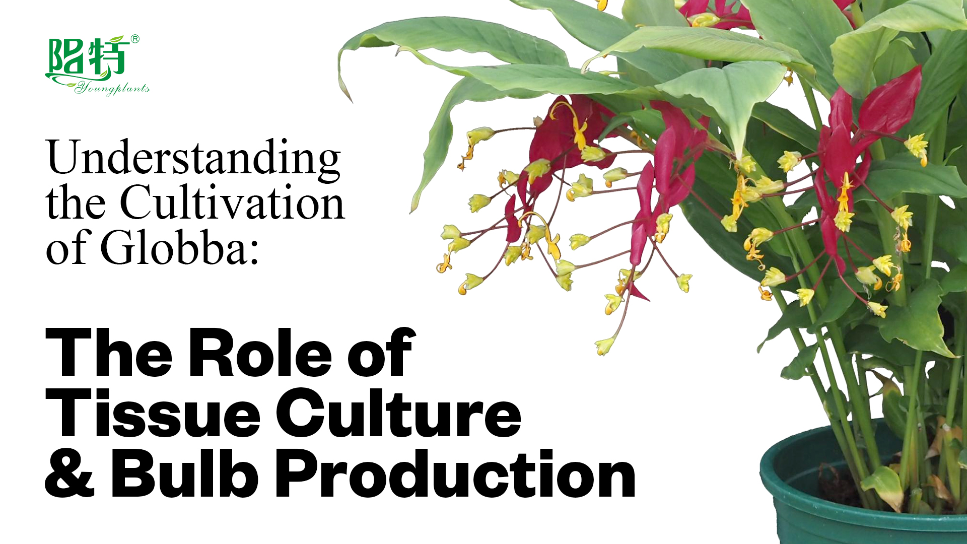 Foshan Youngplants | Understanding the Cultivation of Globba | Youngplants