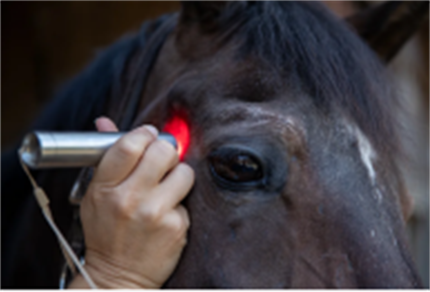 5 Colors LED Pen Red Light Therapy Torch with Blue NIR for Horse Care ...