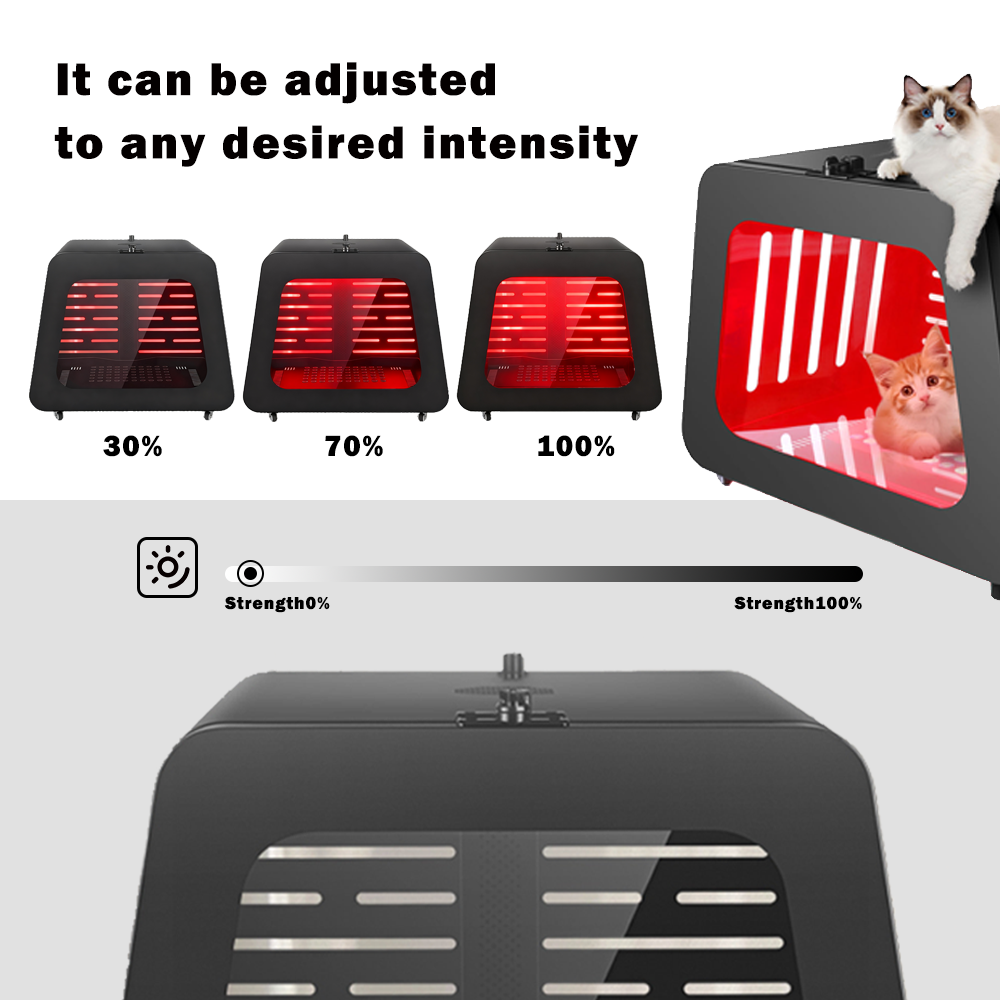The Science Behind Red Light Therapy for Pet Health | Sunglor