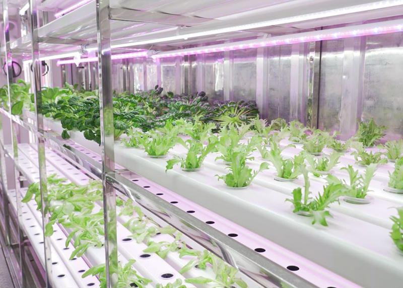 LYINE 40ft HQ Container Farming Revolution: Grow Leafy Greens ...