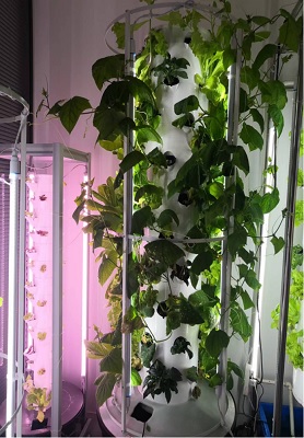 Iran Aeroponic Tower System - Shipping Container Farms System