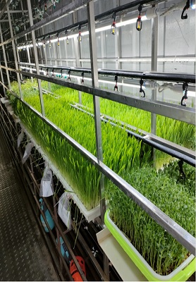 Australian Fodder Container - Shipping Container Farms System