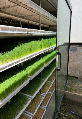 Luxembourg Fodder Machine - Shipping Container Farms System