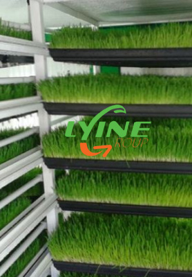 Hydroponic Fodder Container in Chile - Shipping Container Farms System