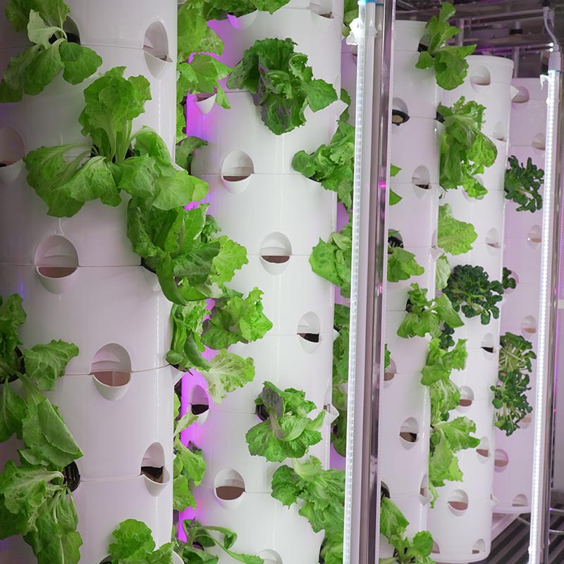 Hydroponic Tower Container Farming - Lyine