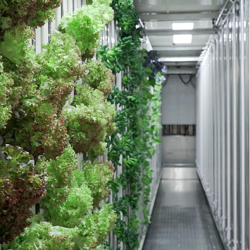 Hydroponic ZIP Container Farming - Lyine