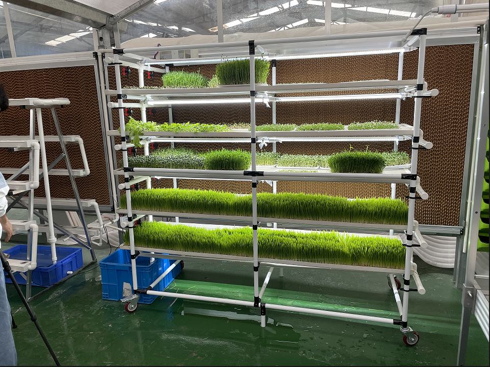 Lyine microgreen growing kit rack hydroponic system