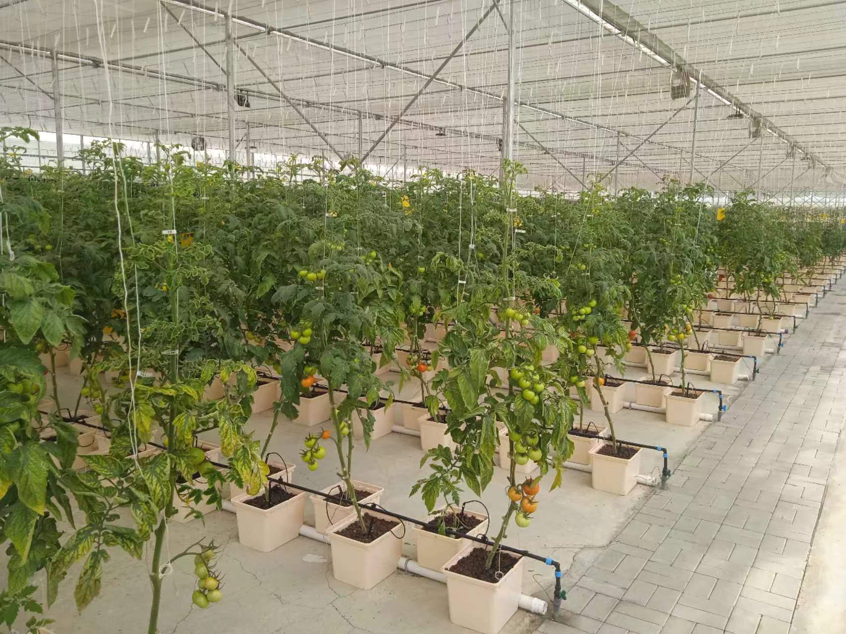 Oman Dutch Bucket Hydroponic System Grow Tomatoes - Lyine