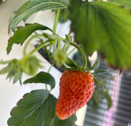 Hydroponic Tower Container Farming - Lyine