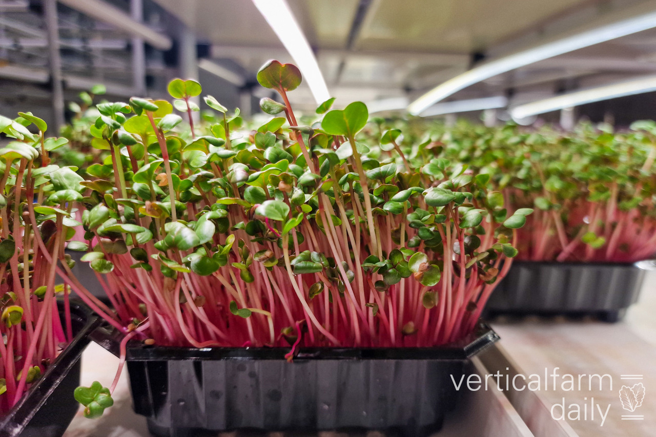 Vertical Microgreens Farming Commercial PVC Hydroponic Rack EU | Lyine