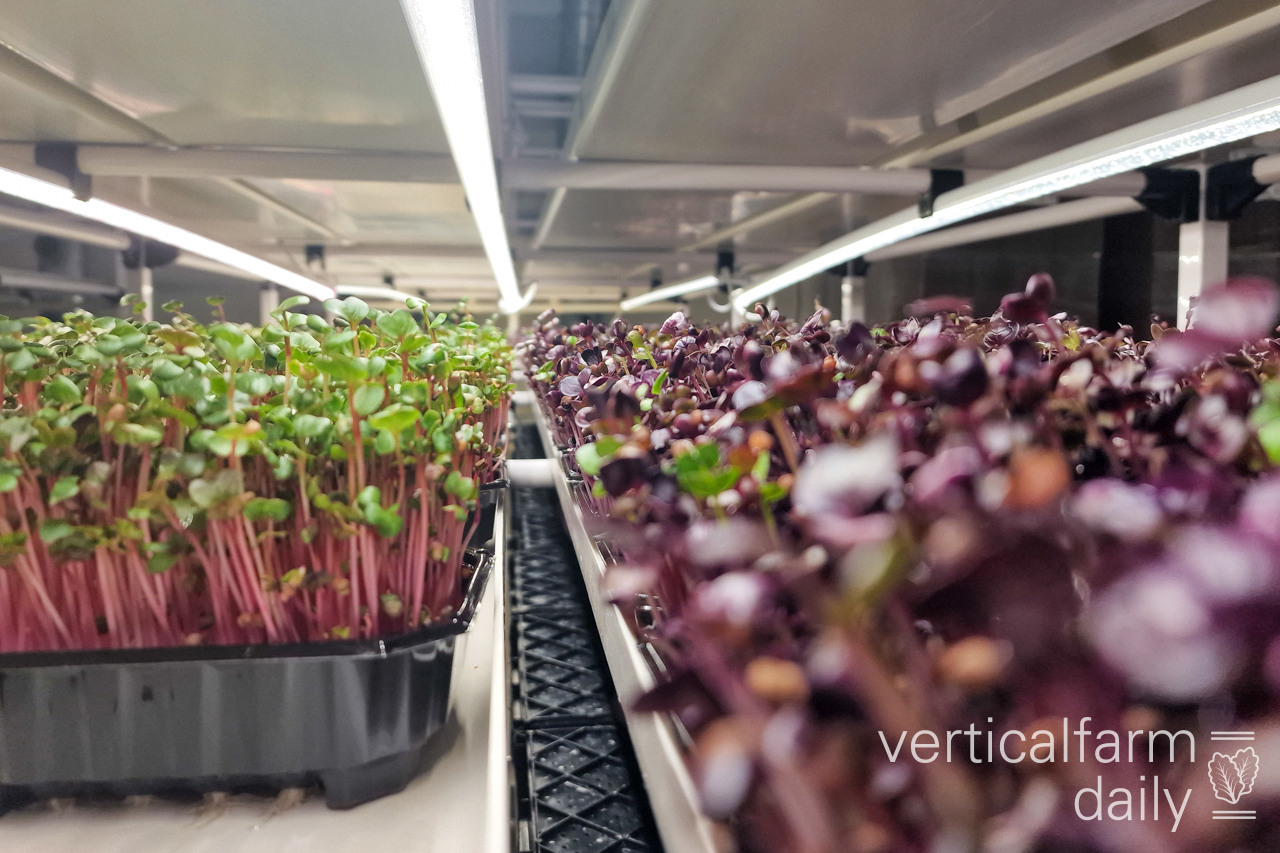 Vertical Microgreens Farming Commercial PVC Hydroponic Rack EU | Lyine