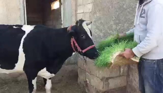 Hydroponic Fodder for Cattle Feeding: Sustainable, Cost-Effective ...