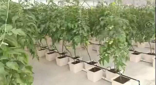 Greenhouse Dutch Bucket System for Tomato Cultivation – Efficient ...
