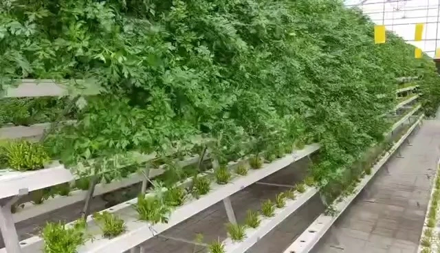 Cultivo De Apio En Contenedores