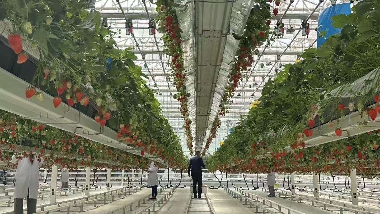 Vertical Strawberry Farming Guide: How to Maximize Yields | Lyine Group