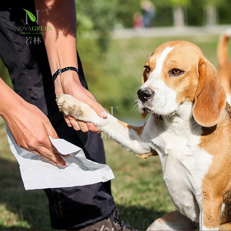 Dog Wipes:How to Choose Safe, Effective & Eco-Friendly Solutions ...