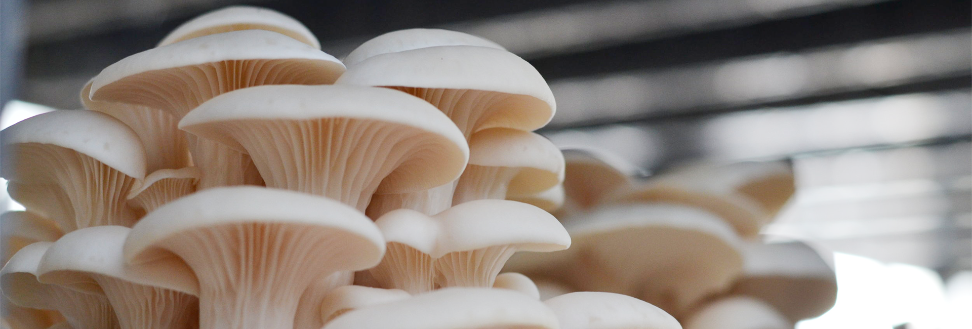 Mushroom Machinery | Mushroom Growing Equipment Manufacturer | Joconn ...