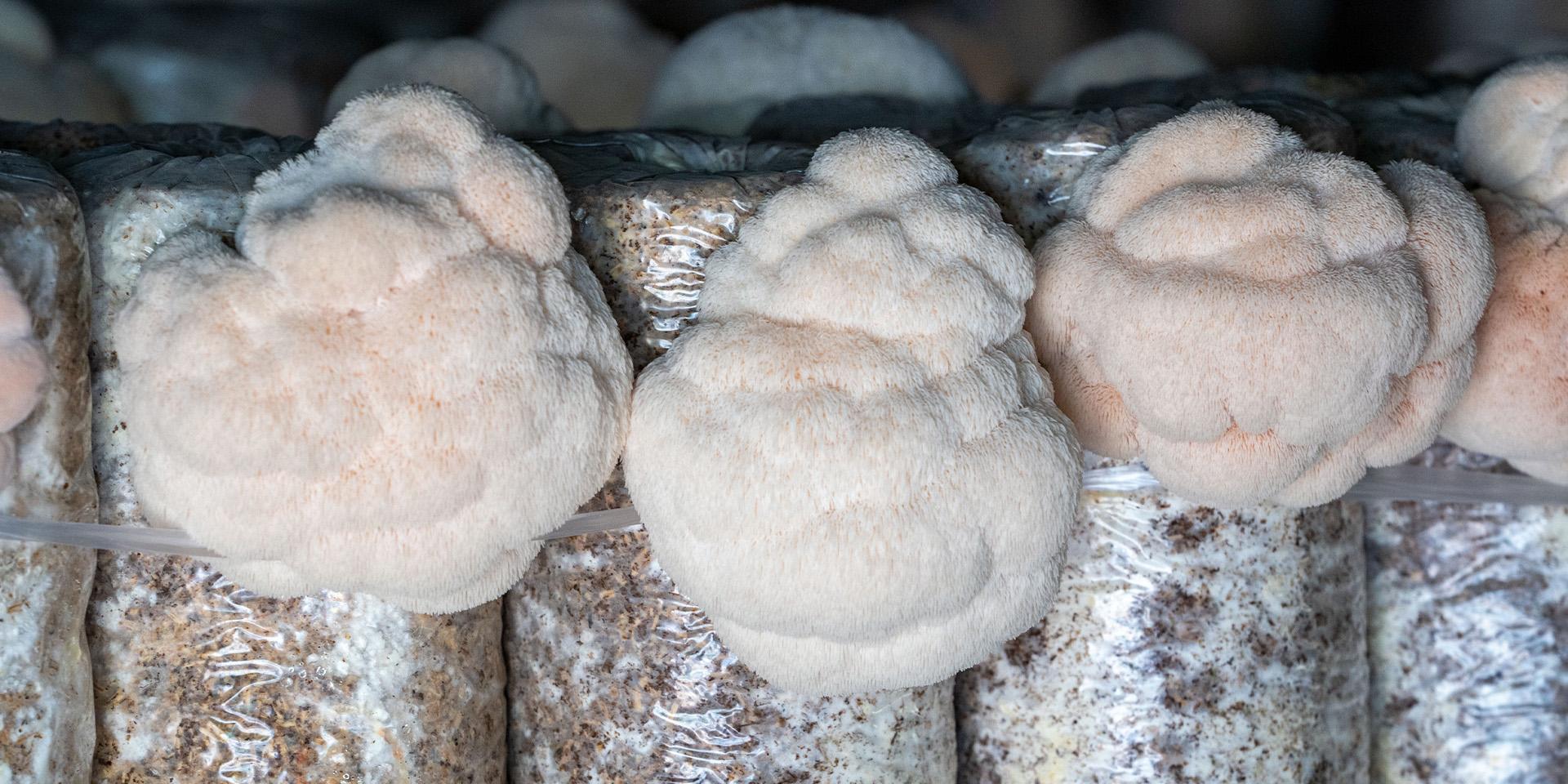 Mushroom Machinery | Mushroom Growing Equipment Manufacturer | Joconn ...