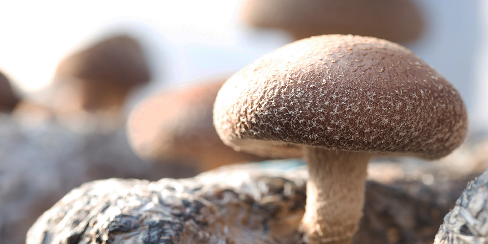 Mushroom Machinery | Mushroom Growing Equipment Manufacturer | Joconn ...