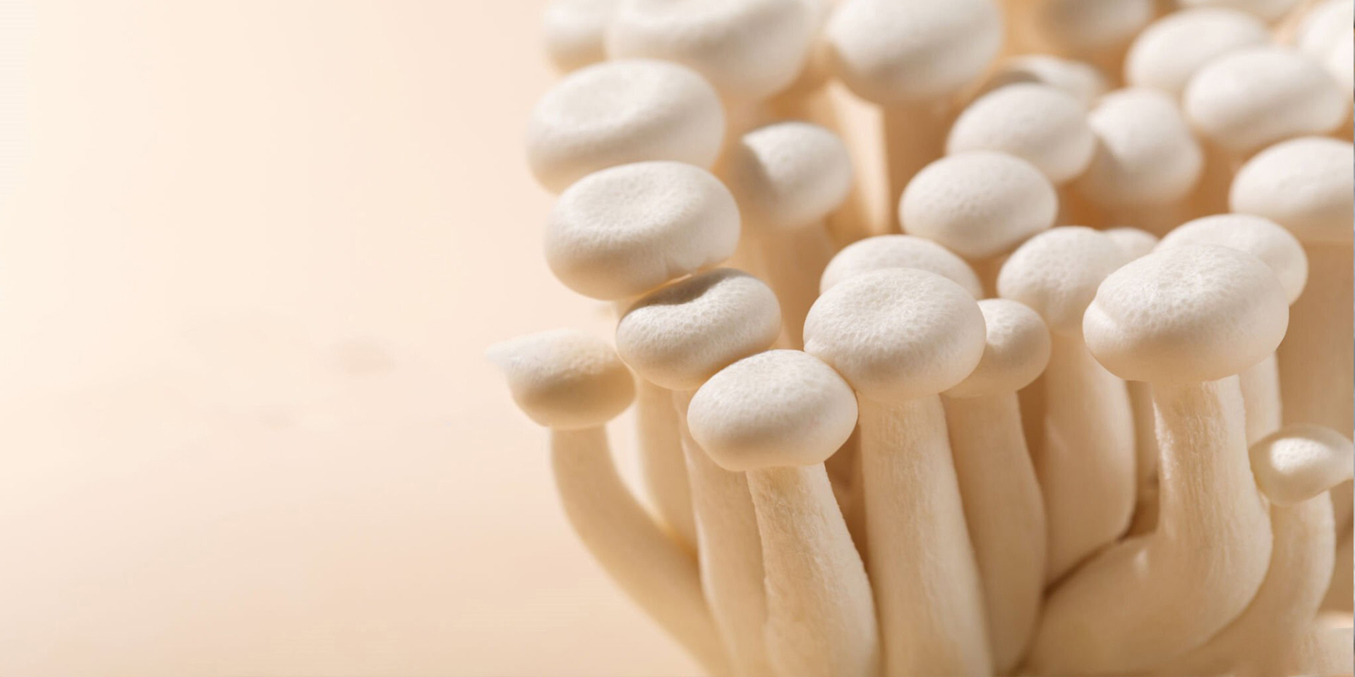 Mushroom Machinery | Mushroom Growing Equipment Manufacturer | Joconn ...