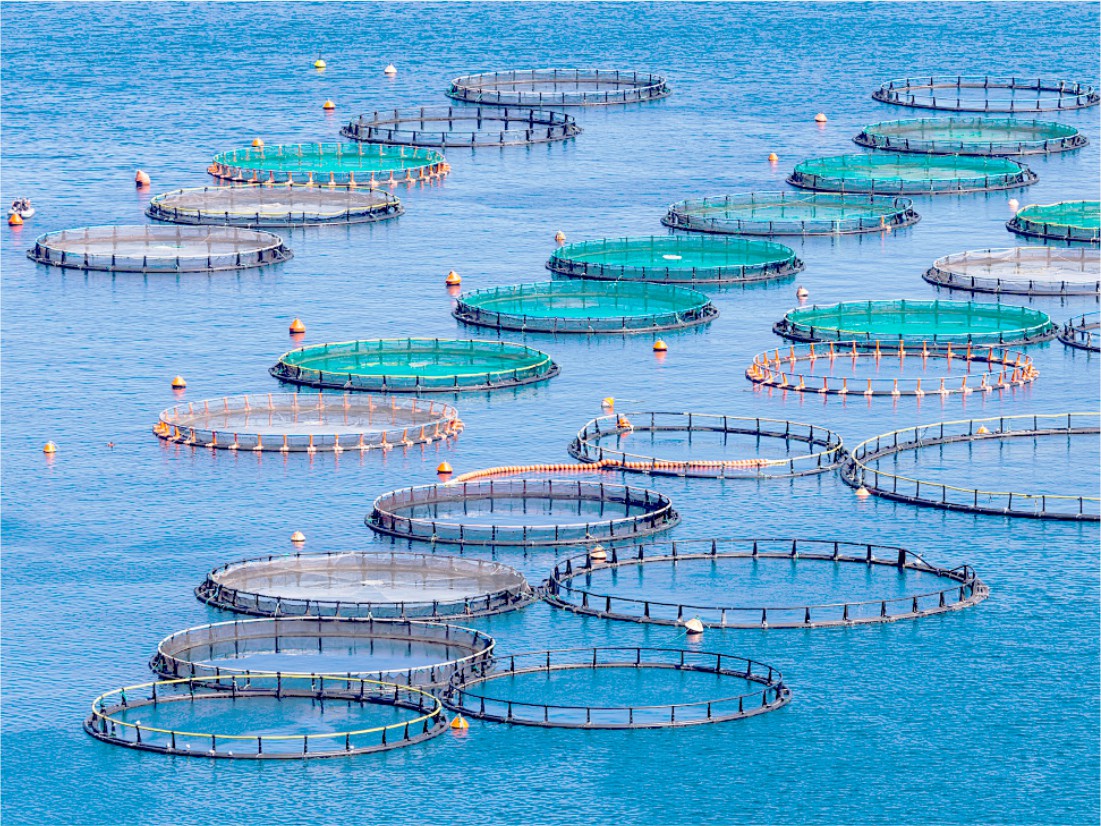 Aquaculture Monitoring System, Aquaculture Water Quality Sensors | Rika ...