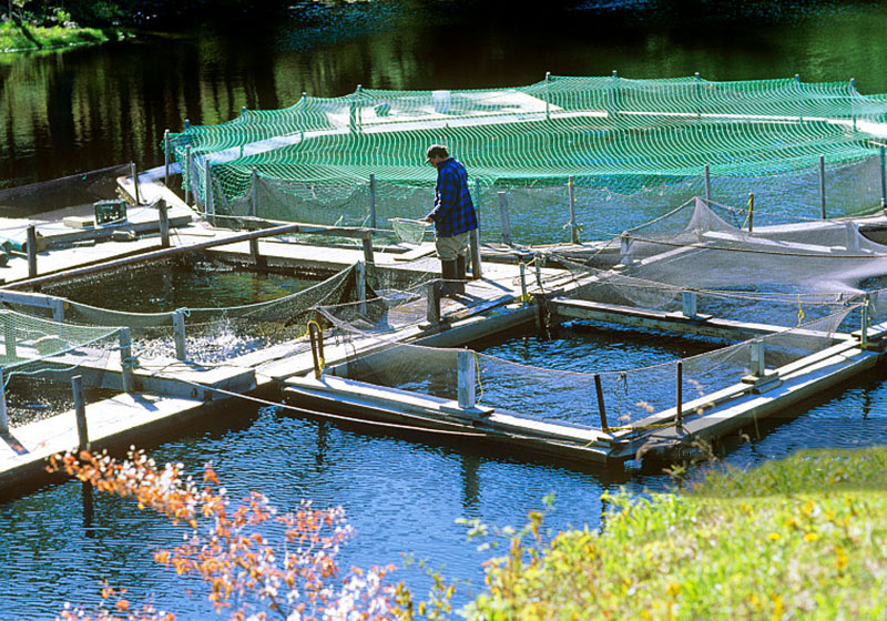 Aquaculture Monitoring System, Aquaculture Water Quality Sensors | Rika ...