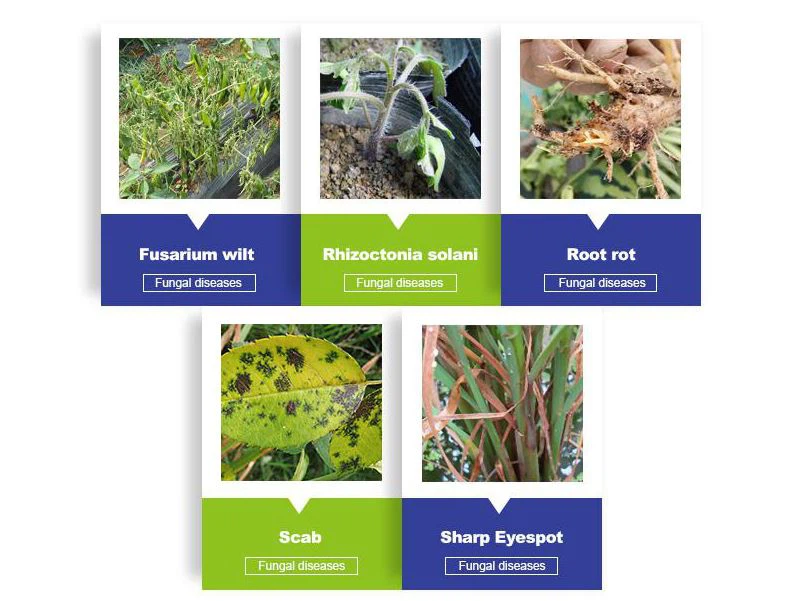 Hymexazol 30% SL – Broad-Spectrum Soil & Root Fungicide for Commercial ...