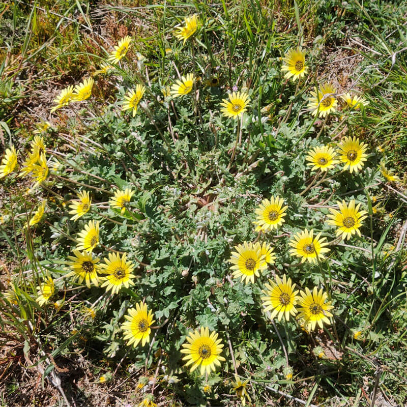 Effective Capeweed Control in Pastures and Crops
