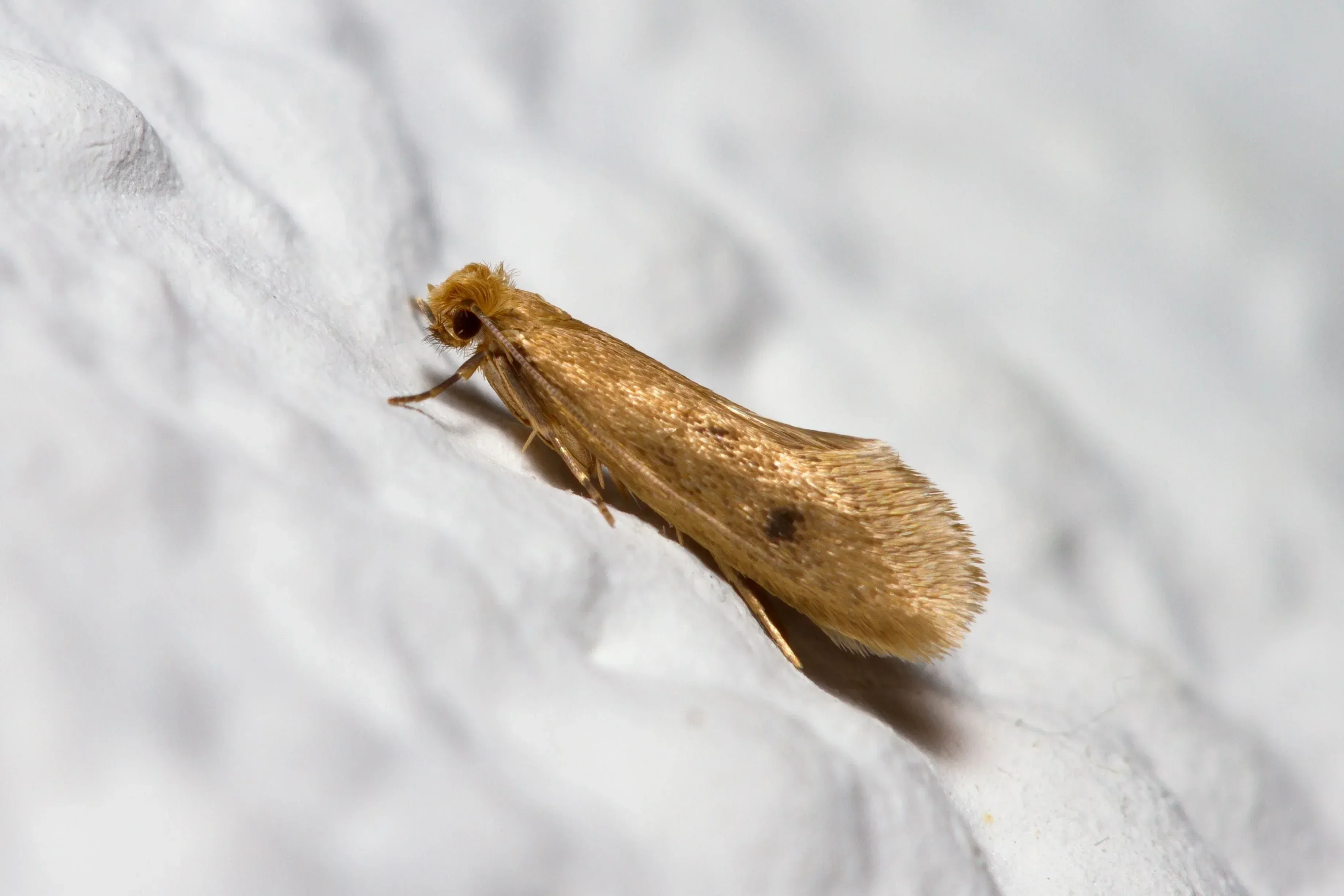 Why Clothes Moths Eat Fabric | Causes & Attraction Explained