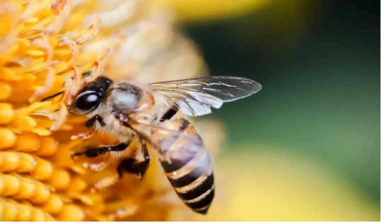 Bee Venom Peptide Raw Material: Pioneering a New Paradigm in Natural ...