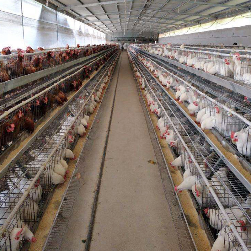 A Type Layer Cage Enriched Cages for Laying Hens Battery Cage System 3 ...
