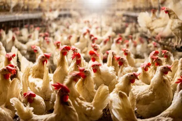 Global Broiler Development Trend Analysis