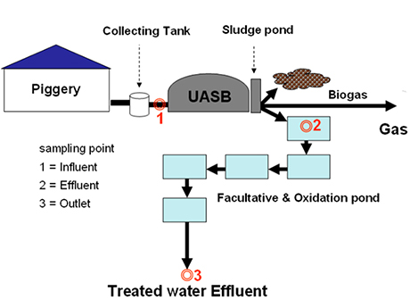 Wastewater Treatment in Pig Farm