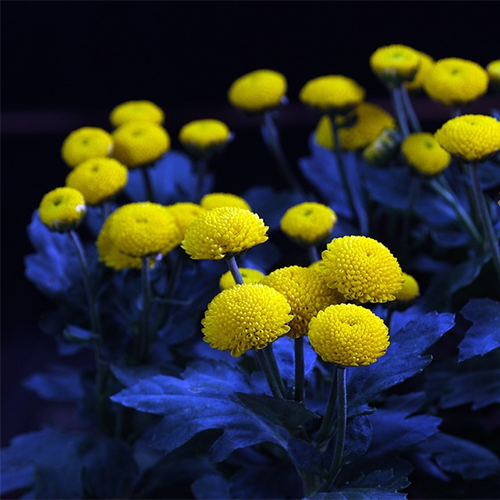 Uses and Benefits of Blue Tansy Essential Oil - Puraeo