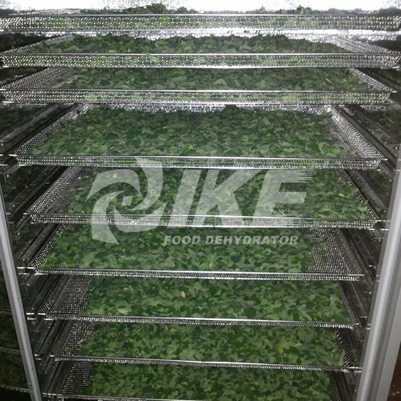 Moringa Leaves Drying Machine | News From Ike Food Dehydrator