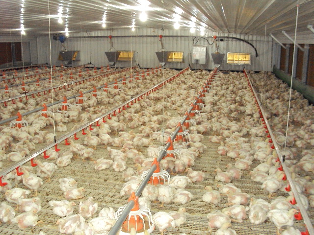 How About Production Process for Layer Feeder? | Trust&Deal Breeding ...