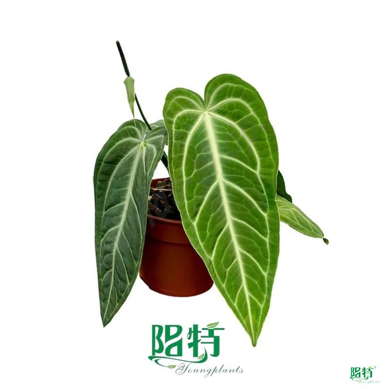 Izitshalo ezinempilo ze-Anthurium Villenaorum Tissue Culture ze ...