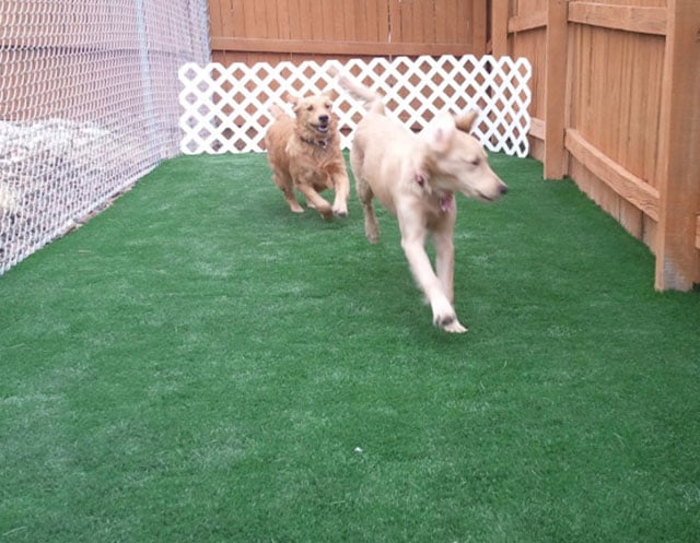 How to Make a Dog Run with Dog Run Turf | Doleader