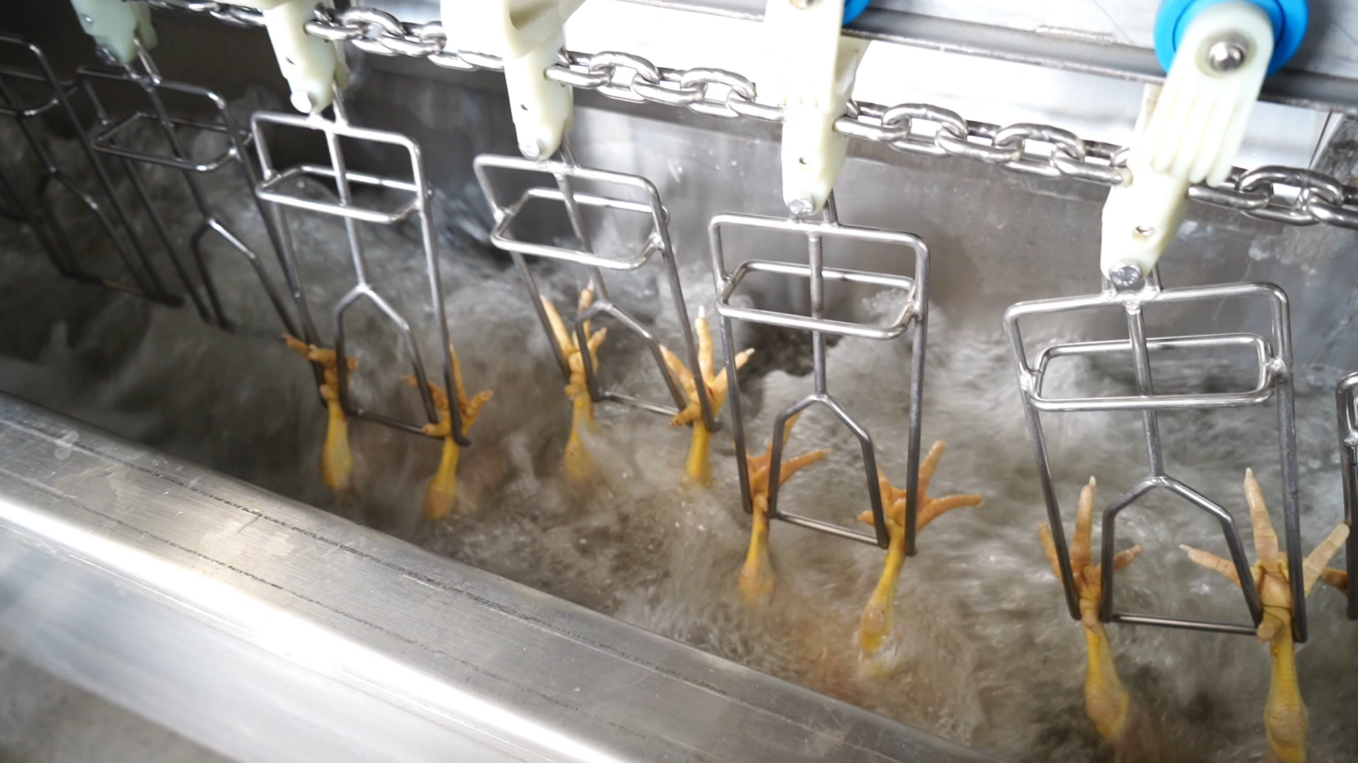 Complete Poultry Slaughtering Equipment for Halal Chicken Processing ...